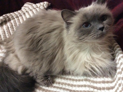 Available Cats – Specialty Purebred Cat Rescue