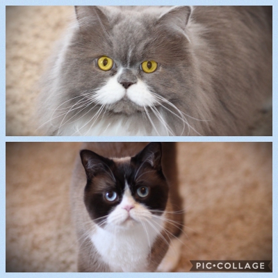 Available Cats – Specialty Purebred Cat Rescue