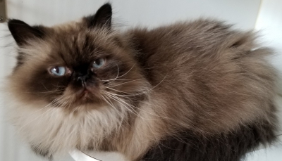 Available Cats – Specialty Purebred Cat Rescue