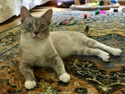 Available Cats – Specialty Purebred Cat Rescue