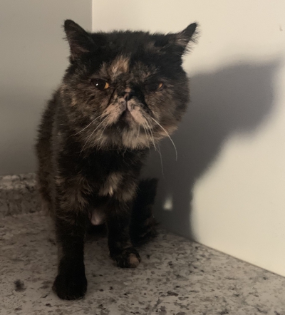 Available Cats – Specialty Purebred Cat Rescue